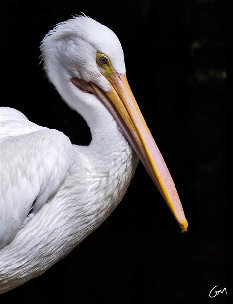 🔥 The American White Pelican Is One Of The Largest Birds In North