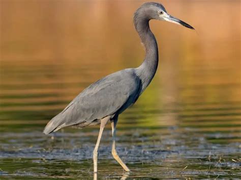 12 Types Of Herons In Florida Pictures And Identification