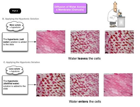 Diffusion Through A Membrane Lab