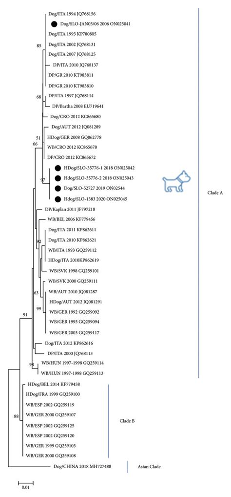 The Phylogenetic Comparison Of The Nucleotide Sequences Of Partial Gc