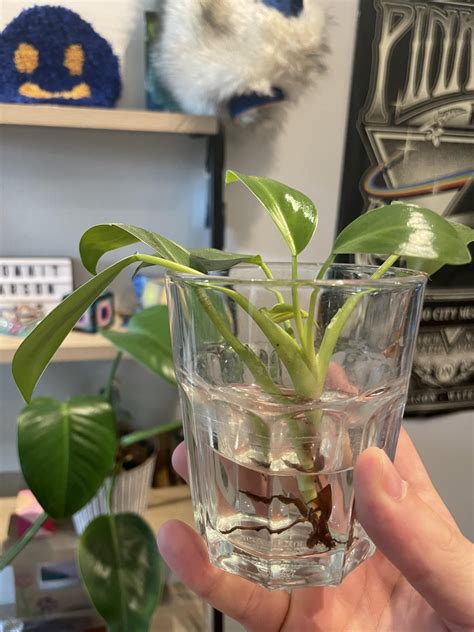 Propagation Question Did I Do Good R Houseplants