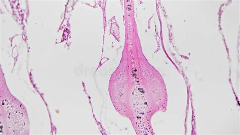 Human Ciliated Epithelium In Section Under Microscope 400x Filmed Against Bright Field