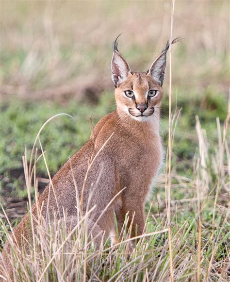 Caracal By Wildfocus Images 500px Wild Cat Species Caracal Cute Cats