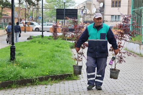 ხაშურის 🌳ქალაქ ხაშურში ყაზბეგის ქუჩაზე რამდენიმე ათეული წითელი ნეკერჩხალი ირგვება „ჩვენი