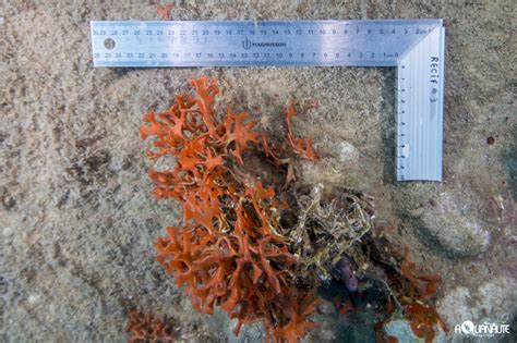Monitoring Benthic Colonization Of 3d Reefs 2022