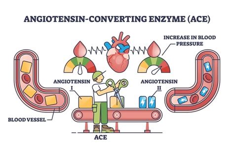 Angiotensin Converting Enzyme Ace Inhibitors Over 108 Royalty Free Licensable Stock Vectors