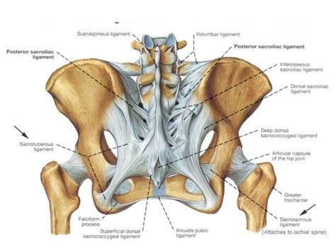 Sacro Iliac Dysfunction Rise Bc