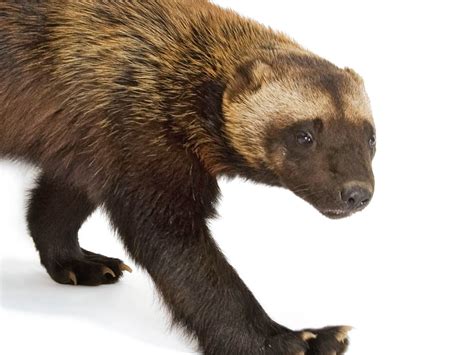 Wolverine Munimorogobpe