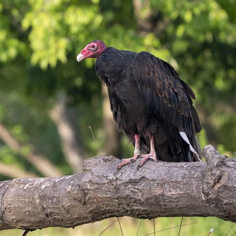 Turkey Vulture Massachusetts The 2 Types Of Vultures Found In