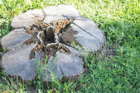 How To Remove A Palm Tree Stump Tip Top Tree Services