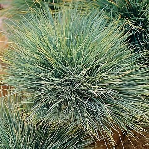 Elijah Blue Fescue 4 Live Perennial Ornamental Grass Planted Places