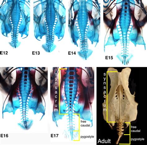 Embryonic Events During The Termination Of The Chick Embryo Tail
