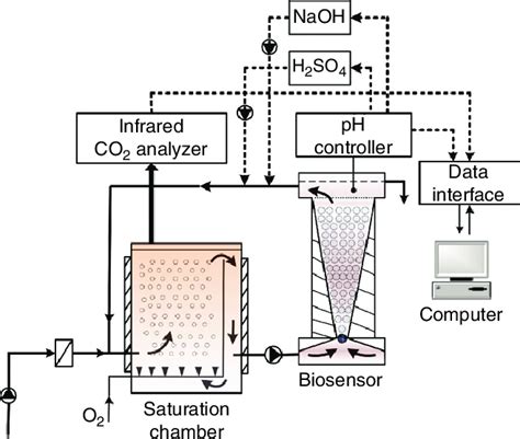 Schematic Presentation Of The Biosensor Download Scientific Diagram