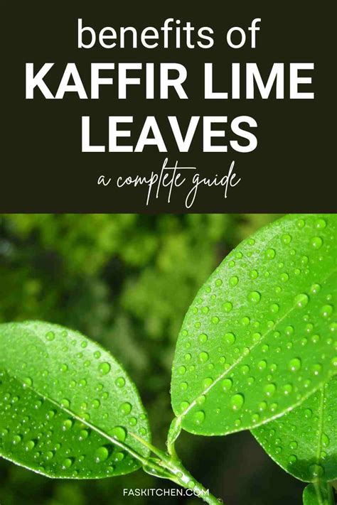 Kaffir Lime Leaves 101 Nutrition Benefits How To Use Buy Store
