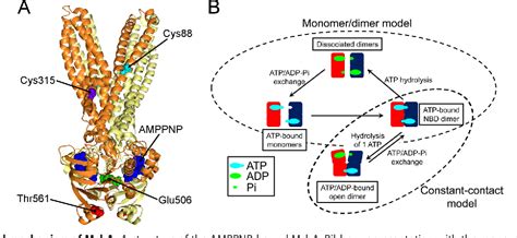 Figure 1 From Association Dissociation Of The Nucleotide Binding Domains Of The Atp Binding