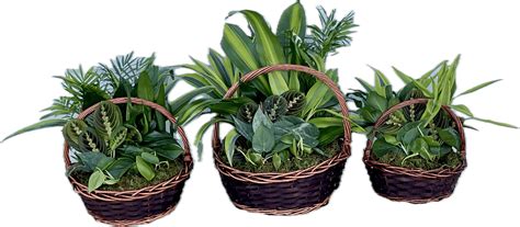 Willow Set Medium The Kc Plant Factory