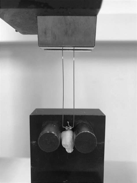 Tooth Fixed In Universal Testing Machine Download Scientific Diagram