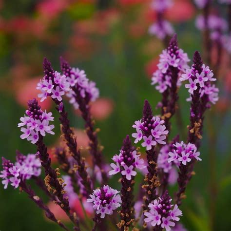 Verbena Hastata Rosea