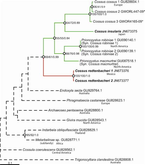 Unrooted Maximum Likelihood Ml Reconstruction Of Selected Cossidae