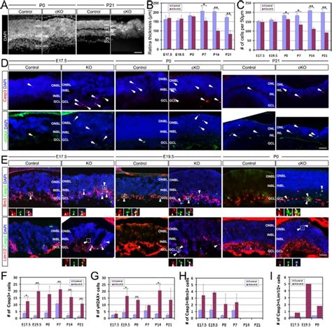 A Dapi Stained Retinal Nuclei At P0 And P21 Quantification Showed A