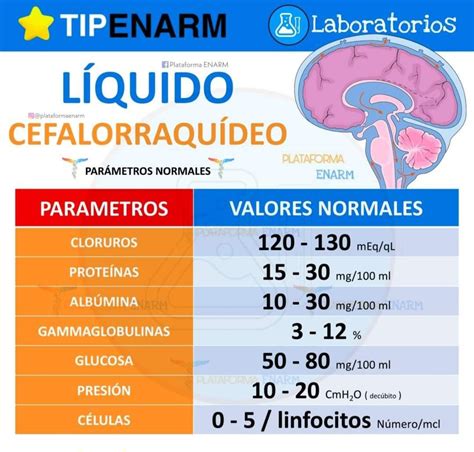 Liquido Cefalorraquídeo Estudiante De Medicina Medicina De Urgencias Medicina Humana
