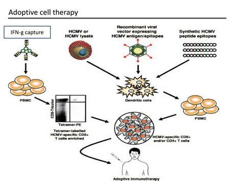 Ppt Multi Virus Specific T Cells Powerpoint Presentation Free