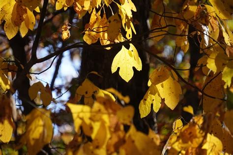 Sassafras Brandywine Native Garden Hub