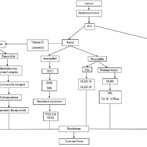 Case Formulation Persistent Ptsd Adapted From Ehlers And Clark 6
