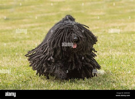 Puli