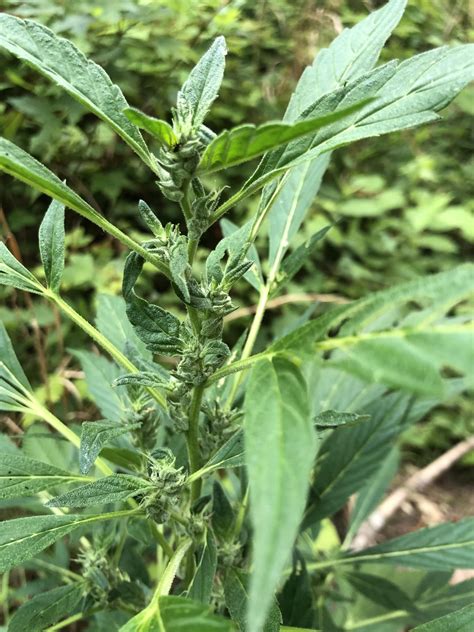 Help A Noob Sex This Plant Please R Outdoorgrowing