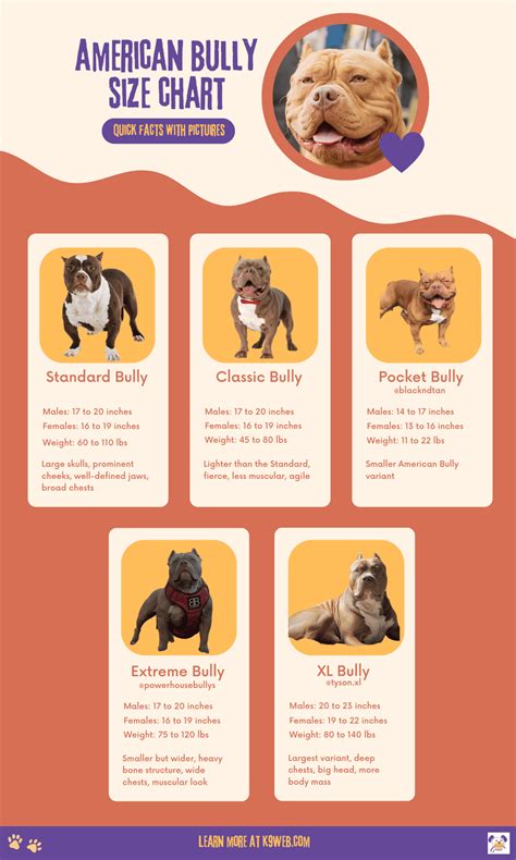 American Bully Size Chart Size Up Your American Bully Ekyro
