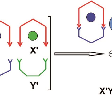 graphical representation of the coevolution of system i scheme 1