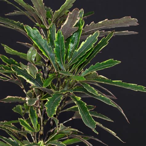 Faux Aralia Plerandra Elegantissima Gold Crest