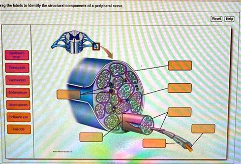 Drag The Labels To Identify The Structural Components Of A Peripheral