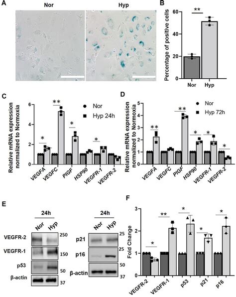 Frontiers Vascular Endothelial Growth Factor Receptor 1 Modulates