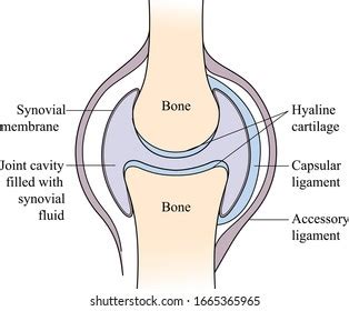 Knee Joint Diagram Drawing