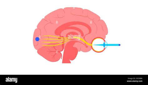Illustration Of The Optic Nerve Anatomy The Optic Nerves Send Visual