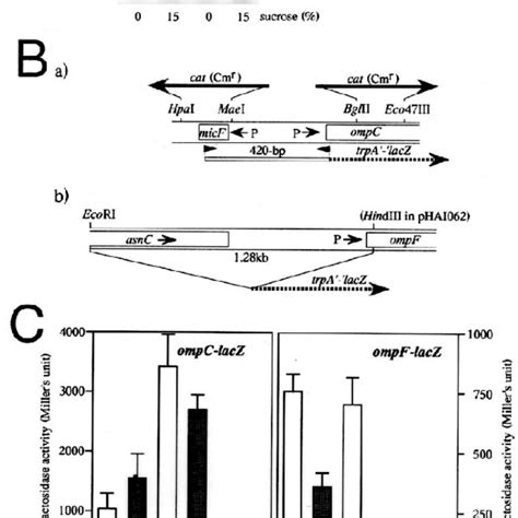 Effects Of The Ompc And Micf Deletion Mutations On Ompf Expression