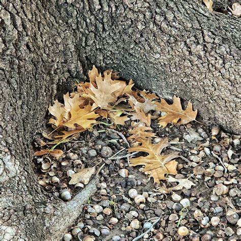 Fallen Brown Oak Leaves Nested In Oak Tree Roots Stock Image Image Of