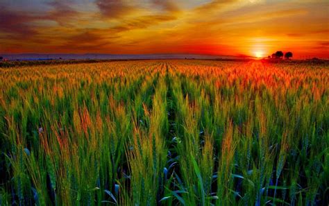 Wheat Field Wallpapers Wallpaper Cave