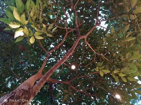 Tecno Phantom X Camera Test A Formidable Shooter Rev