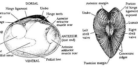 The Palaeo Post The Difference Between Bivalves And Brachiopods