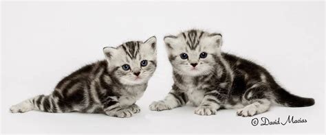 American Shorthair Kittens For Sale • Millas Kats