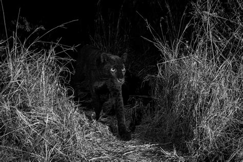 Rare Black Panther Confirmed In Kenya National Geographic