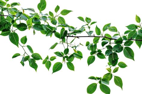 Premium Photo Tangled Jungle Vines And Green Leaves Of Tiliacora