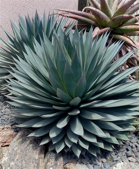 Agave Blue Glow Jardin Paysager Tropical Décoration Jardin