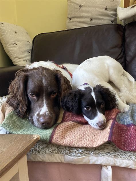 Luna Using Bailey As A Bed Rspringerspaniel