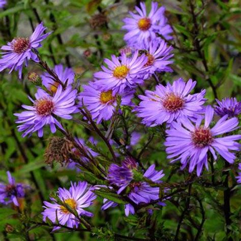 Aster Laevis 1 Cofers Home And Garden