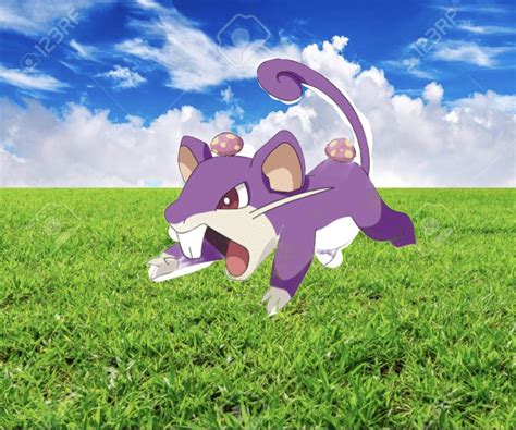 I Im Ratatta Ama Rpokemonroleplays