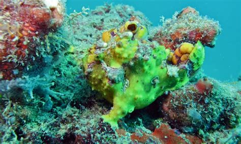 Warty Frogfish Facts Diet Habitat And Pictures On Animaliabio